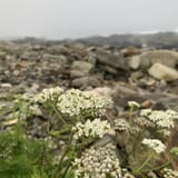 Timber Point, Maine - 368 Reviews, Map | AllTrails