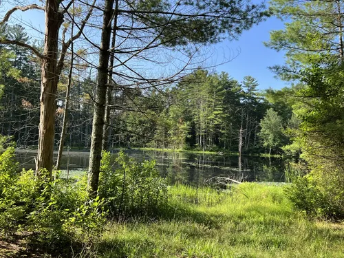 Best Hikes and Trails in Upton State Forest | AllTrails