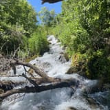 Cascade Springs Interpretive Trail, Utah - 432 Reviews, Map | AllTrails