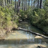 Longleaf Vista Interpretive Trail, Louisiana - 306 Reviews, Map | AllTrails