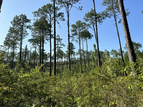 10 Best Hikes and Trails in Kisatchie National Forest | AllTrails