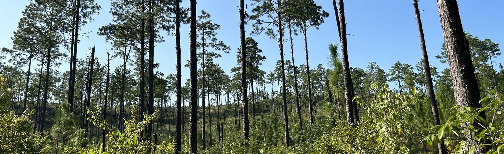 Longleaf Vista Interpretive Trail, Louisiana - 264 Reviews, Map | AllTrails