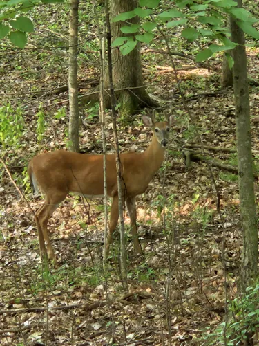 Best Bird Watching Trails in Combined Locks | AllTrails