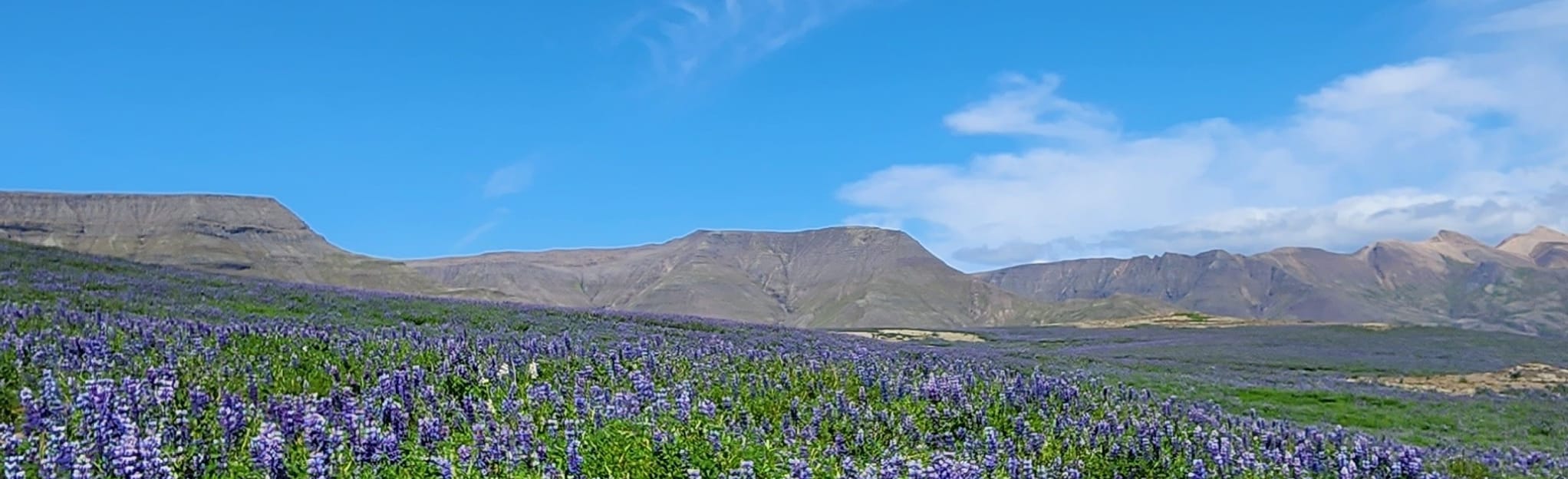 Mosfell Mountain, Capital, Iceland - 45 Reviews, Map | AllTrails