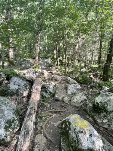 Best Hikes and Trails in Rickwood Caverns State Park | AllTrails