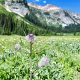 Spider Meadow via Phelps Creek Trail, Washington - 322 Reviews, Map ...