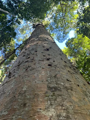 Best Hikes and Trails in Toolara State Forest | AllTrails