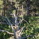 Sagehen Creek Loop, California - 852 Reviews, Map | AllTrails