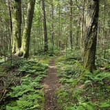 Noland Divide Trail, North Carolina - 126 Reviews, Map | AllTrails