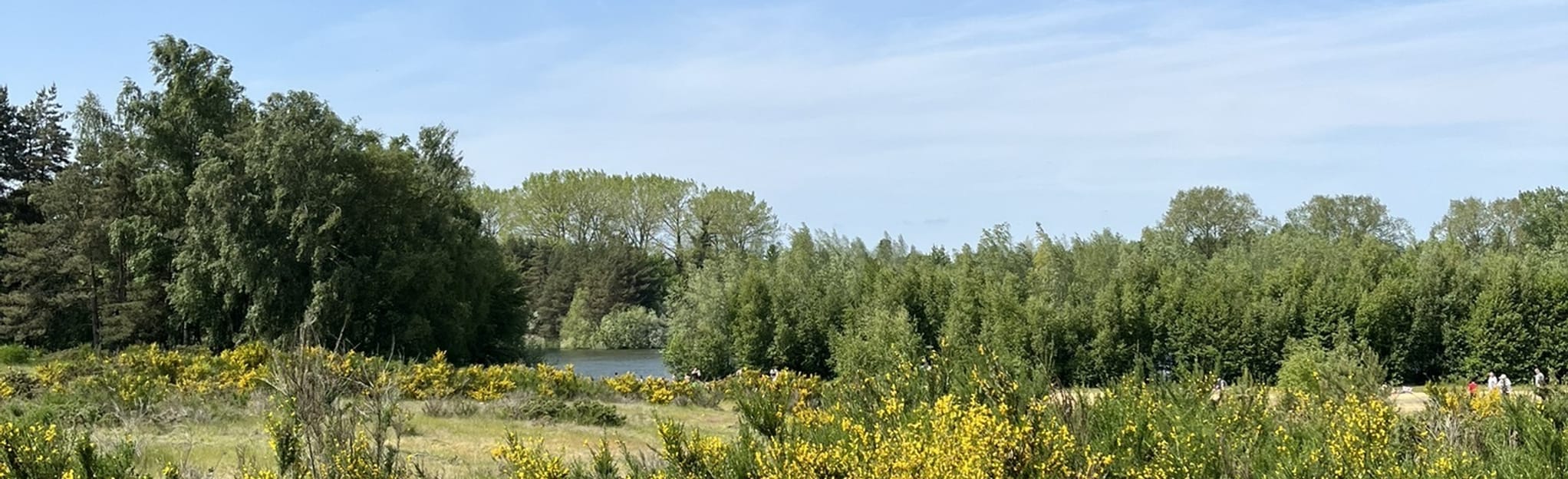 Lynford Arboretum and Lake: 123 fotos - Norfolk, Inglaterra | AllTrails