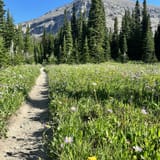 Piegan Pass Trail, Montana - 150 Reviews, Map | AllTrails