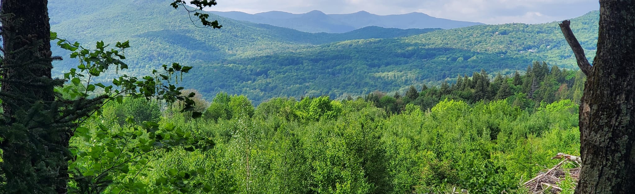 Chase Brook Forest Catamount Trail, Vermont - 233 Reviews, Map | AllTrails