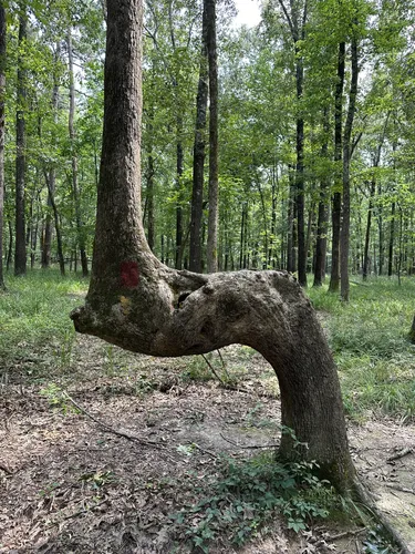 Best Hikes and Trails in Cane Creek State Park | AllTrails