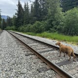 Grayling Lake Trail, Alaska - 108 Reviews, Map | AllTrails