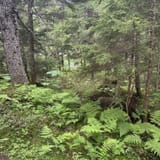 Grayling Lake Trail, Alaska - 108 Reviews, Map | AllTrails