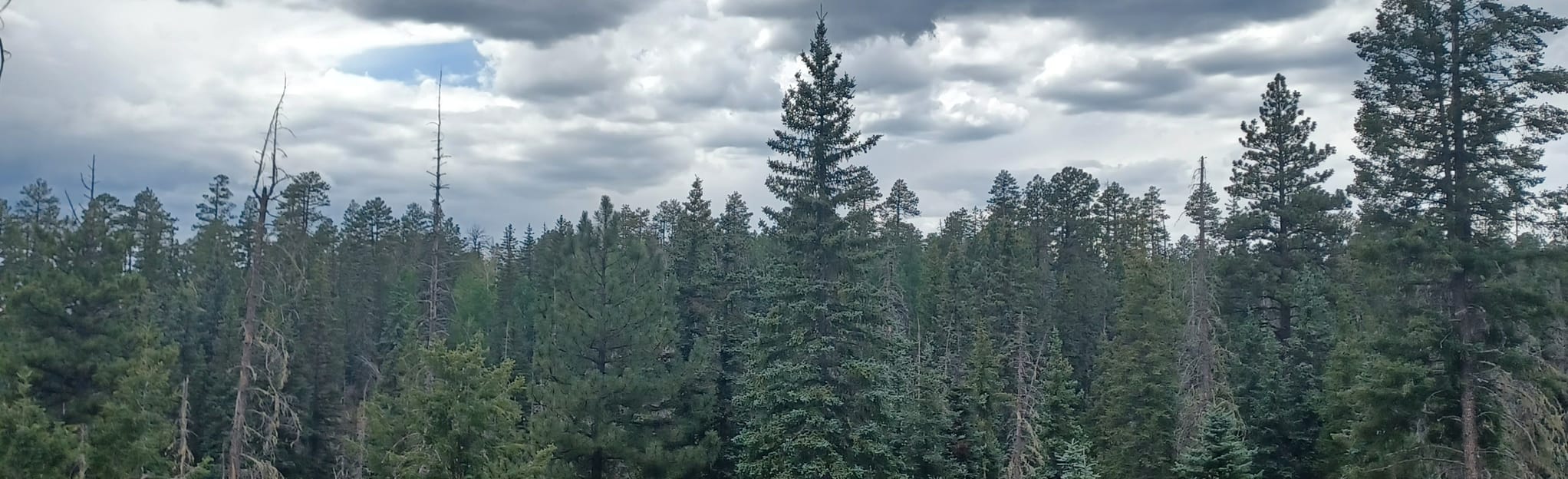 Big Lake Knoll and Indian Spring Loop, Arizona - 26 Reviews, Map ...