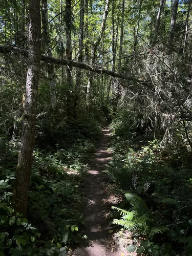 2023 Best Walking Trails in Port Gamble Forest Heritage Park | AllTrails