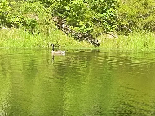 Best Hikes and Trails in A.H. Stephens State Park | AllTrails