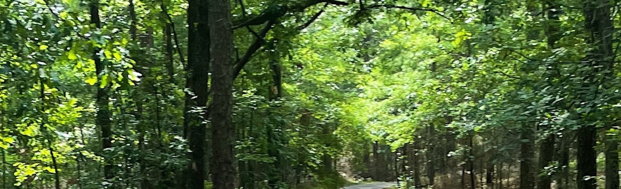 Lake Buncombe Nature Trail, Georgia - 79 Reviews, Map | AllTrails