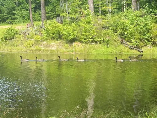 Best Hikes and Trails in A.H. Stephens State Park | AllTrails