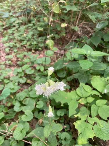 Best Hikes and Trails in Summit Lake State Recreation Area | AllTrails