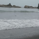 Kalaloch 4th Beach Trail, Washington - 297 Reviews, Map | AllTrails