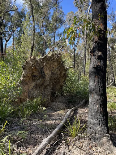 Best Hikes and Trails in Monga National Park | AllTrails