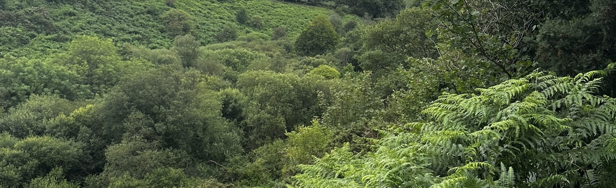 Belstone and Sticklepath Circular: 29 Reviews, Map - Devon, England ...