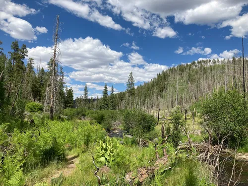 10 Best Hikes and Trails in Apache Sitgreaves National Forest | AllTrails
