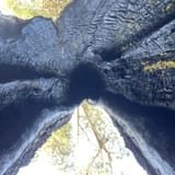 Fallen Leaf Lake Trail, California - 1,110 Reviews, Map | AllTrails