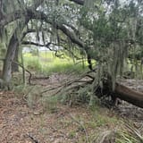 Cannon’s Point Preserve, Georgia - 126 Reviews, Map | AllTrails