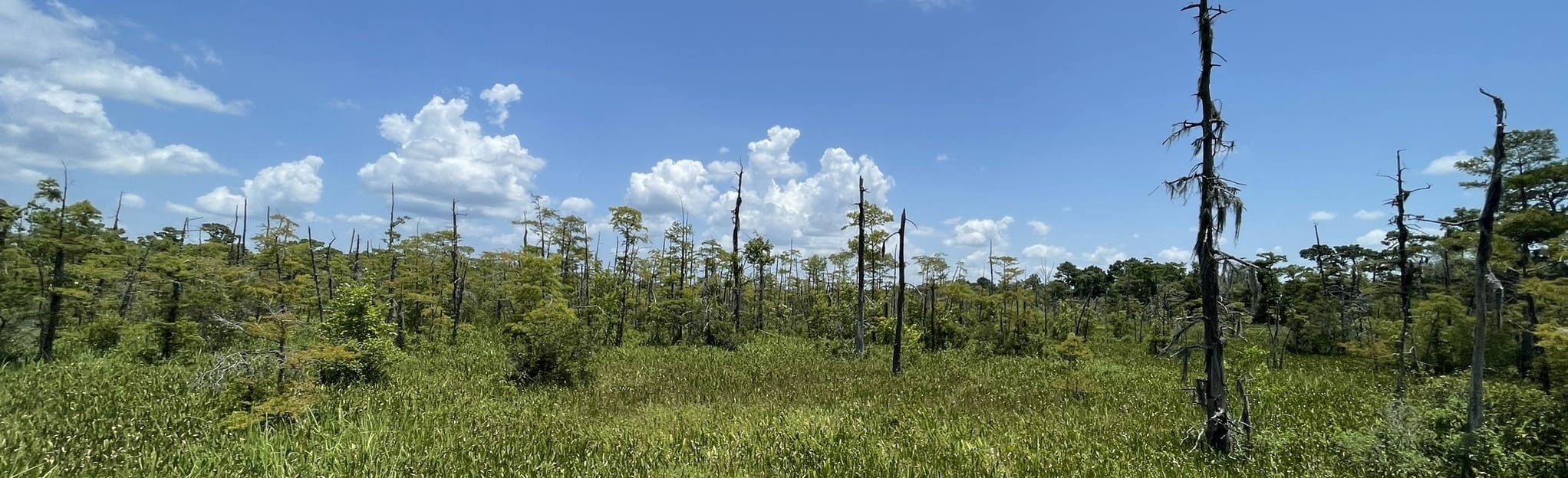 AllTrails | Blue Elbow Swamp Boardwalk: 23 Reviews, Map - Texas