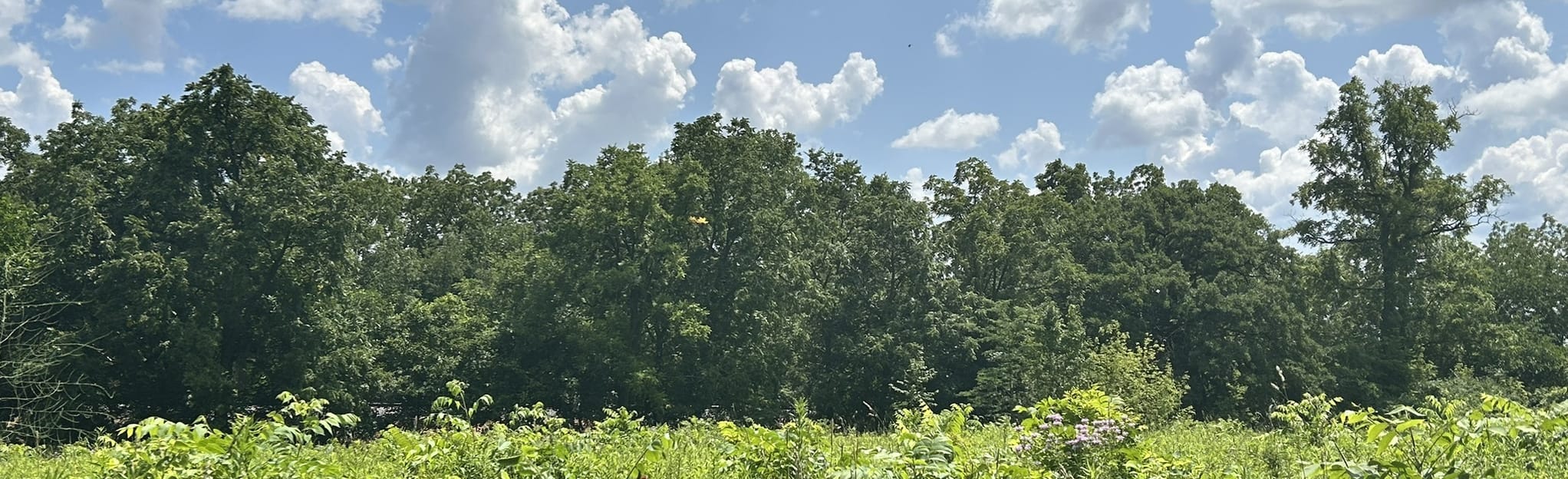 Mather Woods Park Loop, Illinois - 96 Reviews, Map | AllTrails