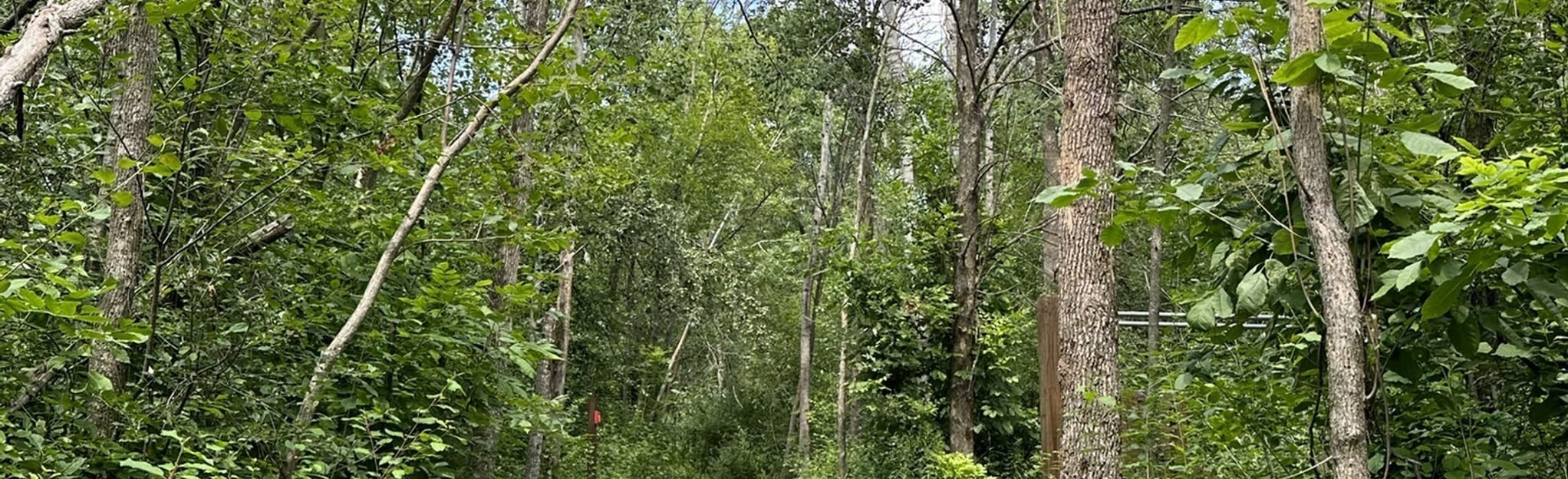 White Cedar Trail Loop: 49 Reviews, Map - Wisconsin | AllTrails