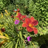 Red Butte Gardens Small Loop, Utah - 214 Reviews, Map | AllTrails