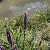 Red Butte Gardens Small Loop, Utah - 289 Reviews, Map | AllTrails