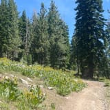 Historic Donner Pass Trail, California - 864 Reviews, Map | AllTrails