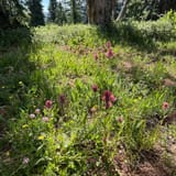 Engineer Mountain Trail, Colorado - 303 Reviews, Map | AllTrails