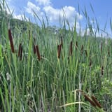Tobico Marsh Trail, Michigan - 648 Reviews, Map | AllTrails