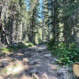 Cinnamon Mountain Trail, Montana - 231 Reviews, Map | AllTrails