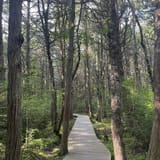 Atlantic White Cedar Swamp Trail, Massachusetts - 840 Reviews, Map ...