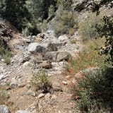 Packsaddle Cave Trail, California - 502 Reviews, Map | AllTrails