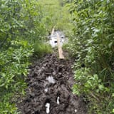 Kesugi Ridge (Curry Ridge) Trail, Alaska - 223 Reviews, Map | AllTrails