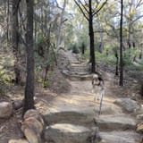 Toohey and Nathan Ridge Track , Queensland, Australia - 539 Reviews ...