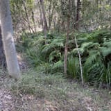 Toohey and Nathan Ridge Track , Queensland, Australia - 539 Reviews ...