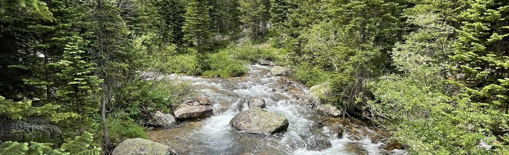 Buchanan Pass and Camp Dick Trail, Colorado - 217 Reviews, Map | AllTrails