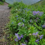 Blueberry Loop, Alaska - 615 Reviews, Map | AllTrails