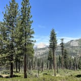 Mono Meadow Trail, California - 90 Reviews, Map | AllTrails
