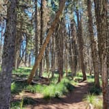 Mount Kit Carson Trail, Washington - 867 Reviews, Map | AllTrails