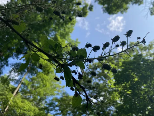 Best Hikes and Trails in Groton Park | AllTrails